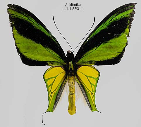 Papua Insects Foundation (Lepidoptera/Papilionidae/Ornithoptera ...